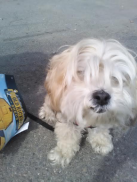 Handy Dogs | Free Handyman Help For Veterans